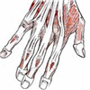 Hand Injuries | The British Society for Surgery of the Hand